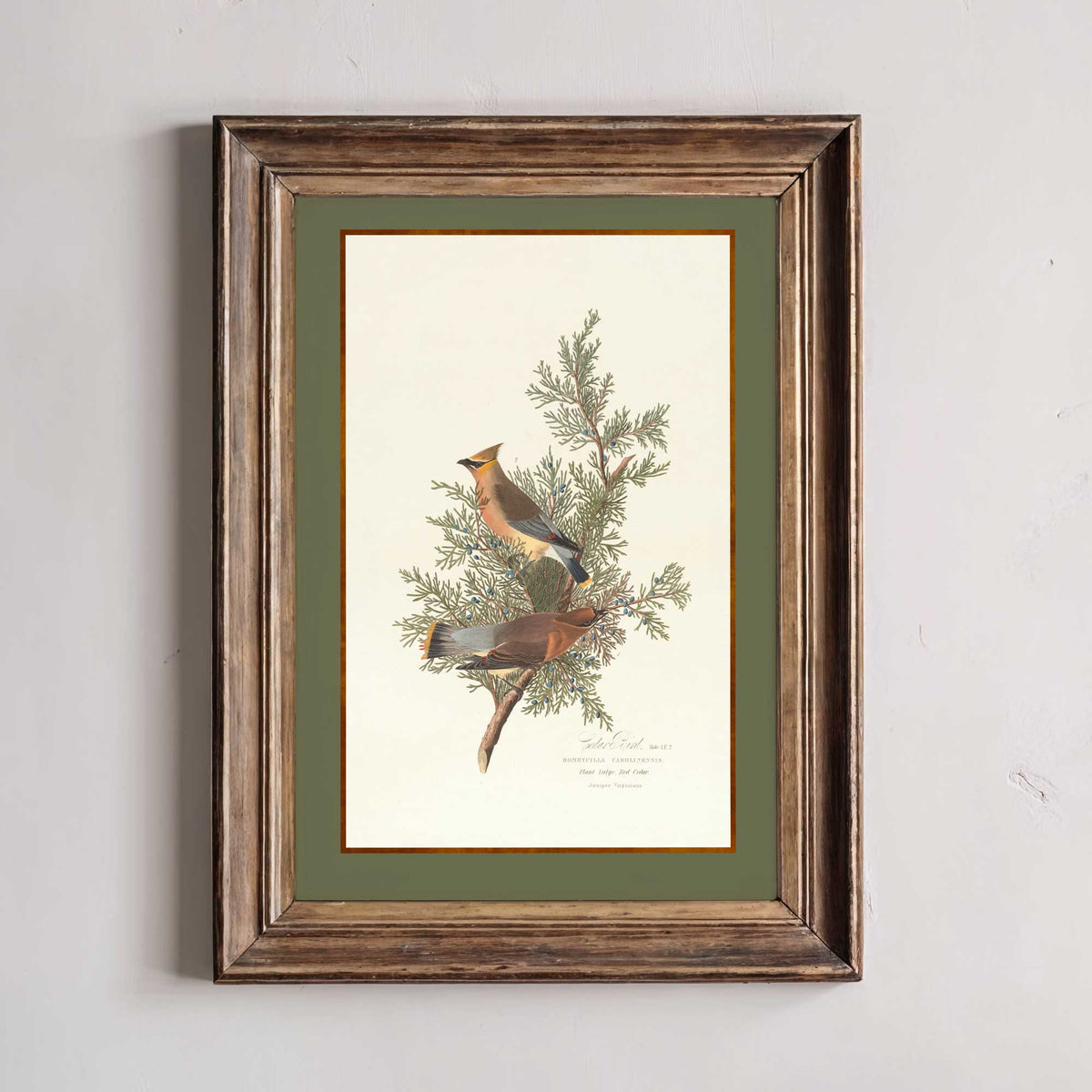Vintage Botanical Bird Print – Hartsholmeprints.co.uk